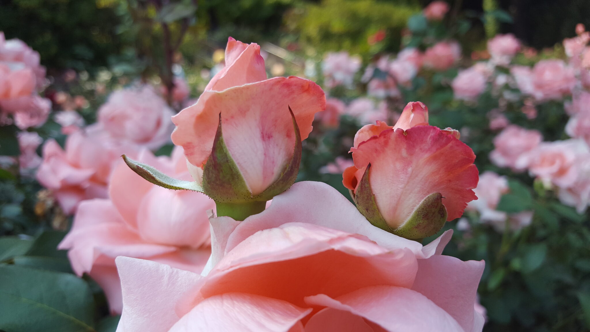 Afternoon Tea with Roses - Trail Mix